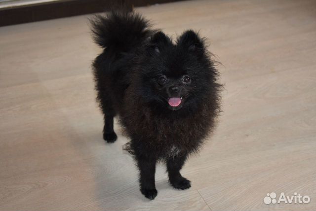 Шпиц - мальчик ждет хозяина