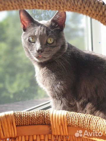 Василек - Мухолов