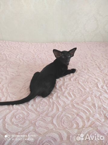 Ориентальные котята