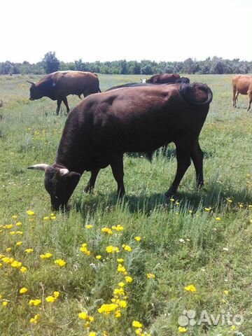 Быки, телята