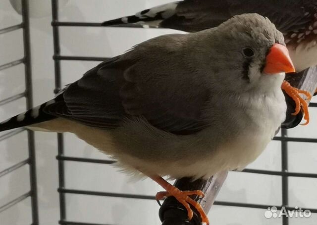 Зебровая амадина