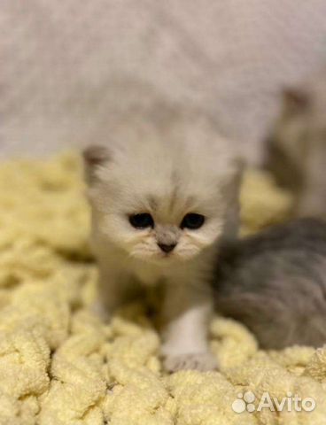 Персидская шиншилла серебро