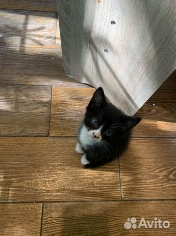 Котик (сметанка)