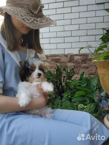 Супер Малыш Биверок