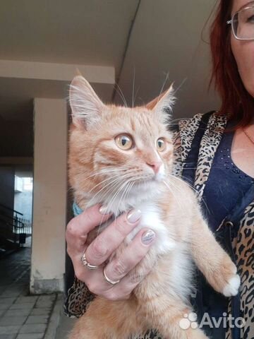 Рыжий котенок в добрые руки