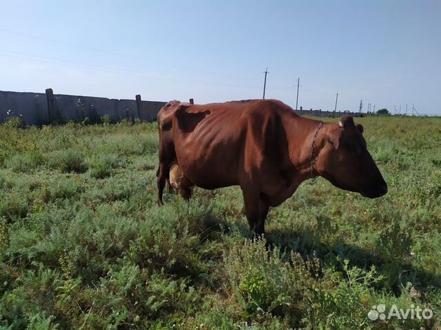 Коровы дойные молочные