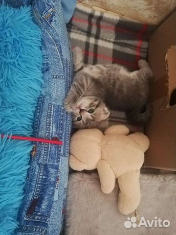 Британские вислоухие котята