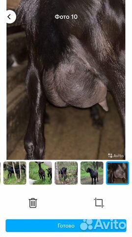 Коза дойная молочная