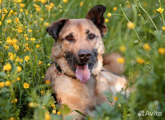 Солнечный Рыжик