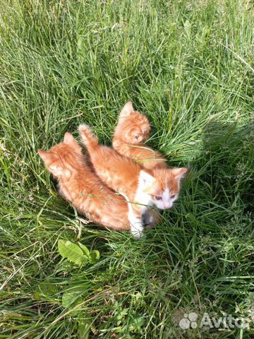 В добрые руки Рыжие тигрята. Мягкие пушистые комоч