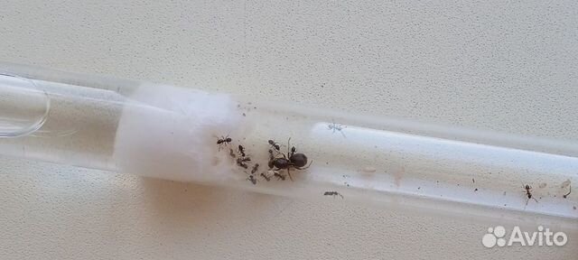 Муравьиная матка lasius niger + расплод