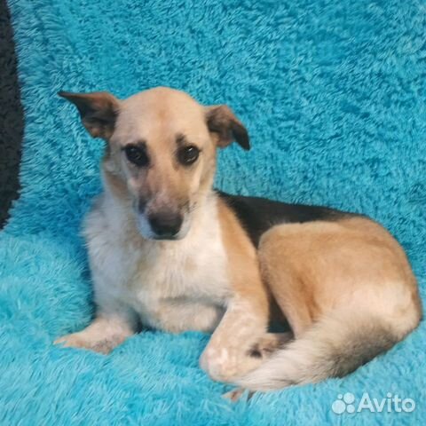 Собака Мия ищет хозяев