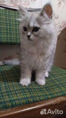 Персидская шиншилла