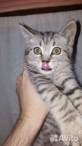 Сибирская кошка