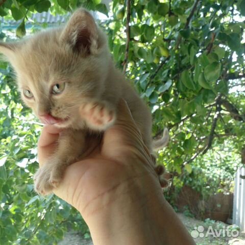 Кошка