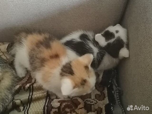 Котята обычные