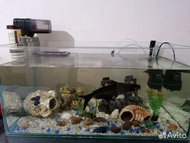 Отдам рыбок