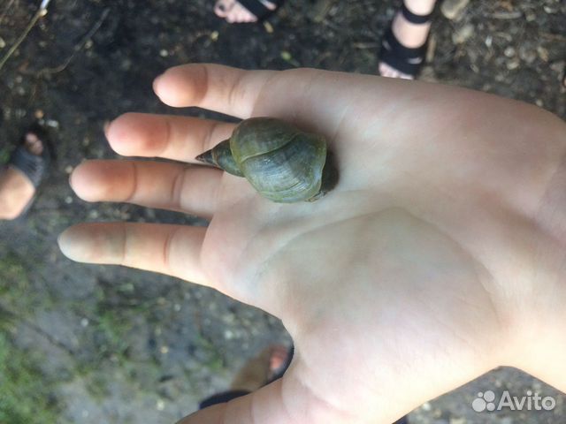 Улитки прудовики