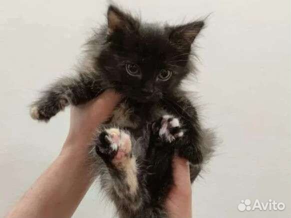 Котенок