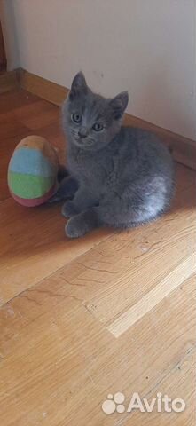 Шотландский прямоухий котик 2 месяца