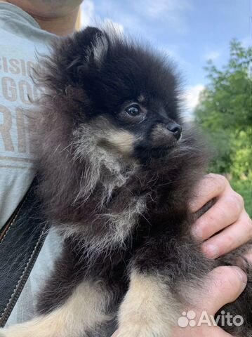 Продаем маленького померанского шпица, девочка