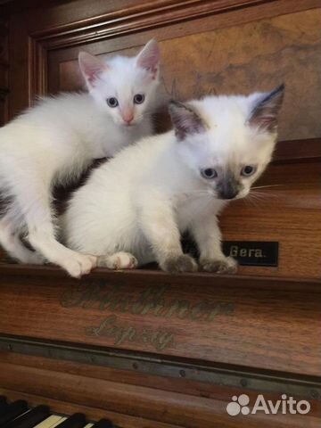 Тайские котята