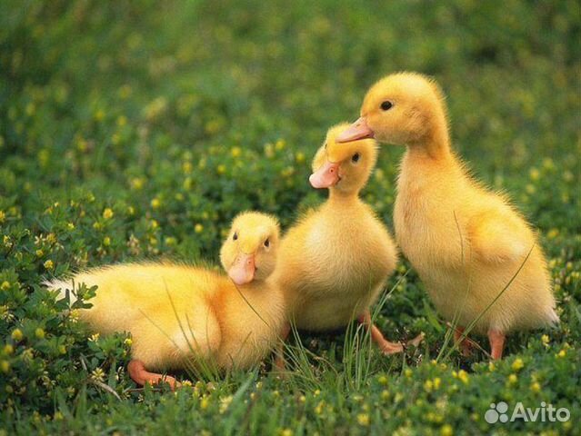 Гусята