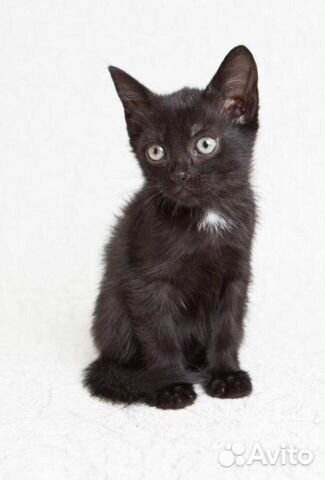 Сибирский котенок в добрые руки