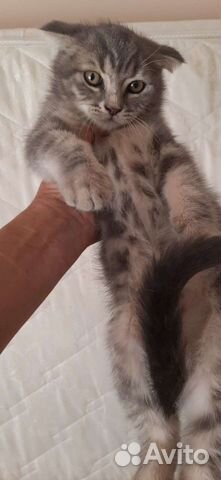 Шотланский вислоухий котенок