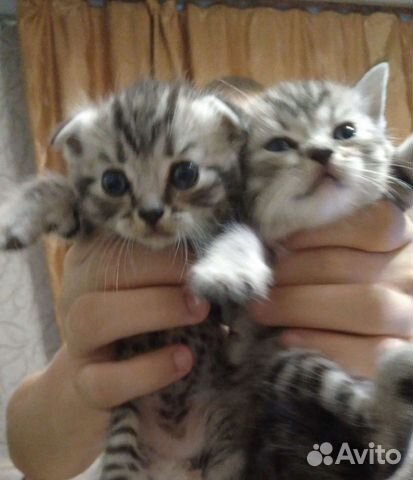 Котята шатланские