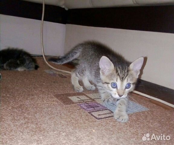 Котята отдам бесплатно