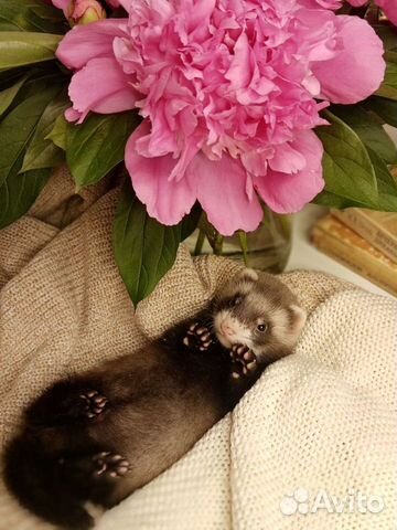 Хорьки с документами