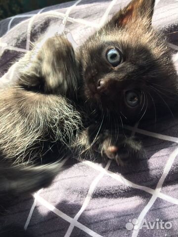 Котята отдам бесплатно