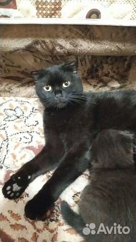 Британские котята