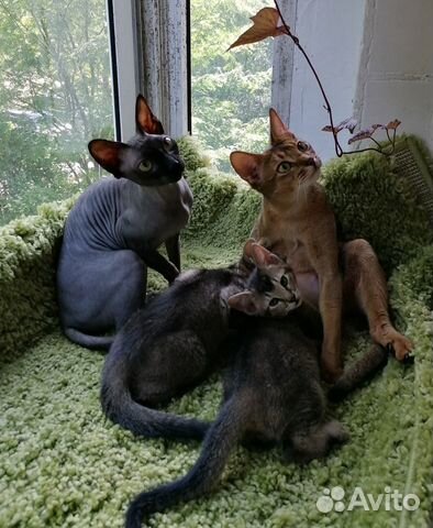 Невероятные котята абессинки и сфинкса