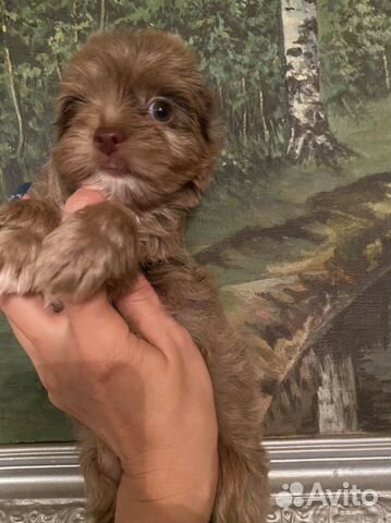 Цветные йорки шокомерле шоколадный мрамор