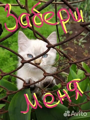 Котята, 2месяца,девочки