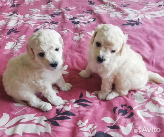 Карликовый пудель