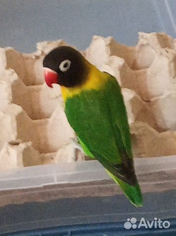 Попугай неразлучник