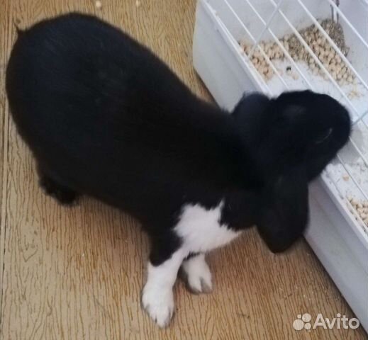 В добрые руки декоративный кролик