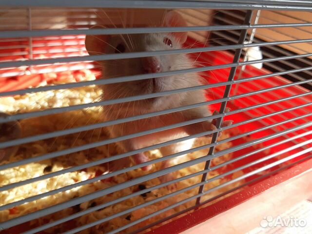 Декоративная крыса альбинос