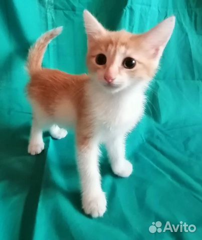 Малышка Буся в дар