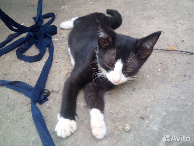 Котятки из рекламы