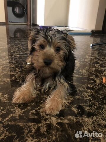 Йоркширский терьер мальчик