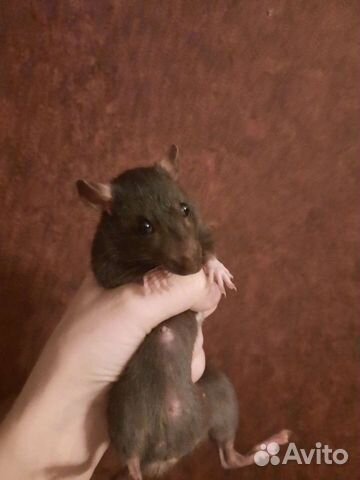 Крыса (1-сфинкс)