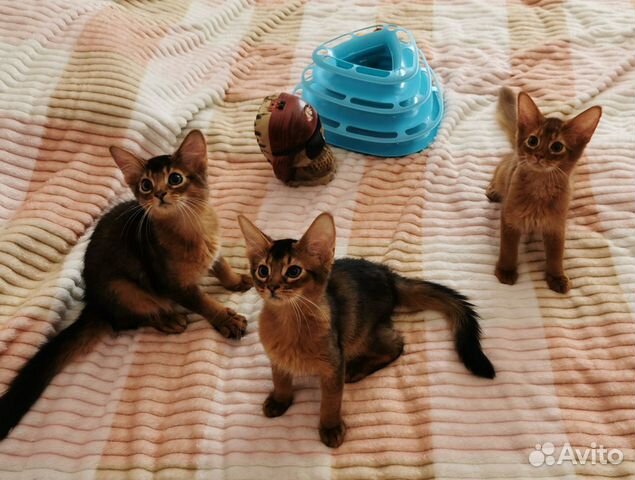 Котята породы сомали