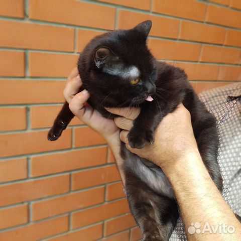 Шотландская в/у кошка