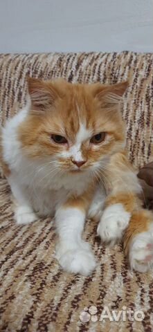 Кастрированный котик ищет дом