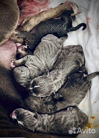 Американские Булли в класическом типе и стандарт