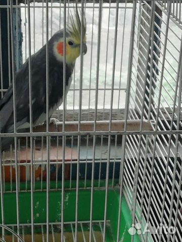 Попугай корелла